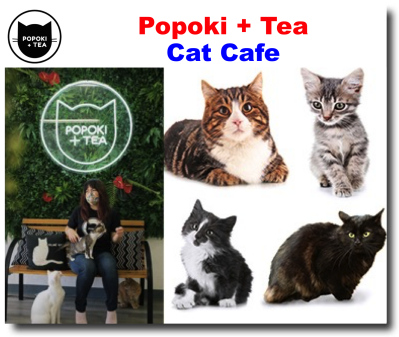 Popoki + Tea - Cat Cafe - Kaimuki - Honolulu, Hawaii News